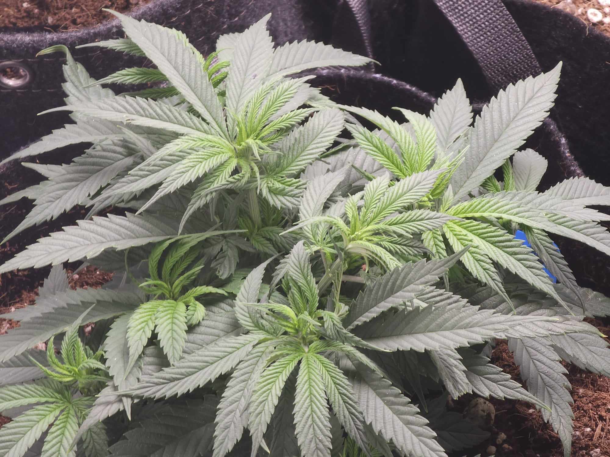 Vegetative Stage: Growing Nodes - Bud Wize