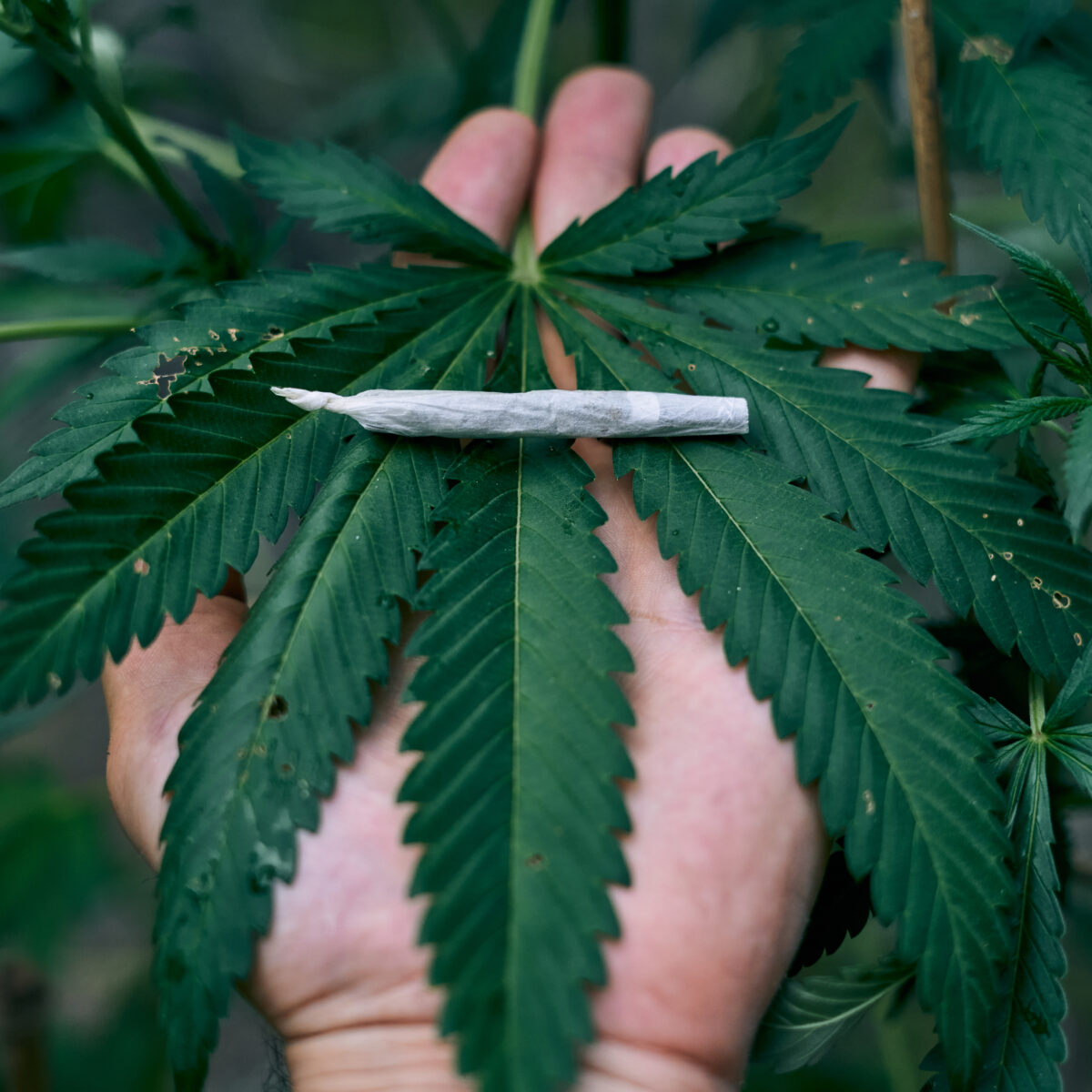 Cannabis Plant Deficiencies: A Complete Guide - Bud Wize