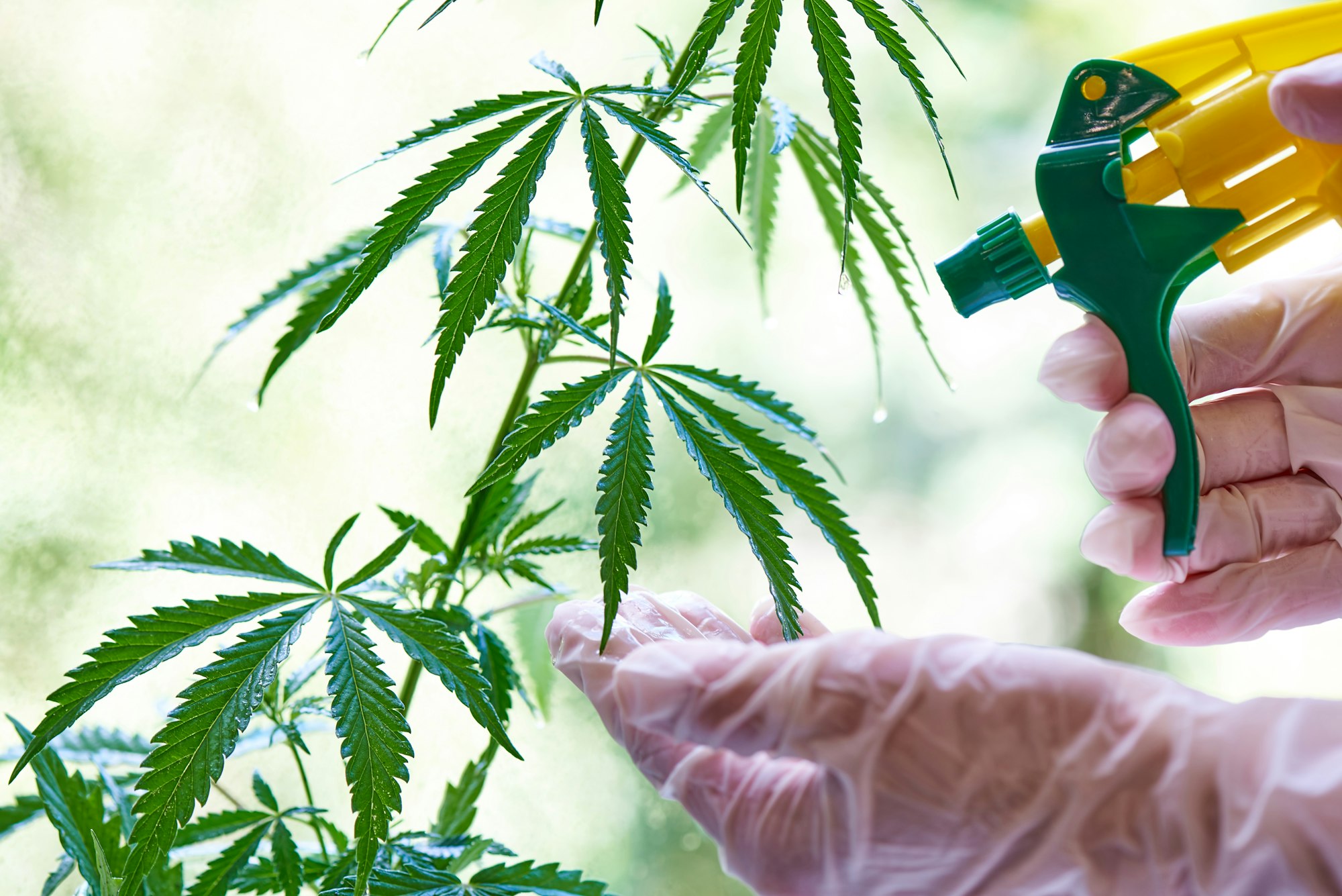 The Green Thumb Guide: Mastering Organic Cannabis Cultivation - Bud Wize
